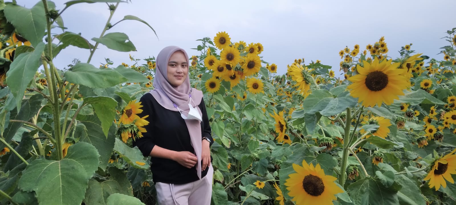 Ladang Bunga Matahari Destinasi Wisata Di Batu Spot Foto Yang ...